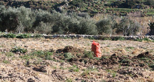 Naxos Potatoes | Naxos and the Small Cyclades