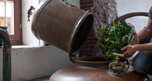 Intro to Kitro | Naxos and the Small Cyclades