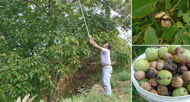 The Walnut Tree of “Giorgos Komiaki” | Naxos and the Small Cyclades